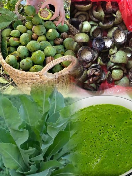 青核桃泡水喝的功效_青核桃泡水能天天喝吗-第3张图片-山城妙识 青核桃泡水喝的功效_青核桃泡水能天天喝吗-第3张图片-山城妙识