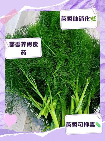 茴香菜的功效与作用_孕妇能吃吗-第1张图片-山城妙识 茴香菜的功效与作用_孕妇能吃吗-第1张图片-山城妙识