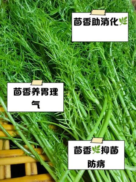 茴香菜的功效与作用_孕妇能吃吗-第2张图片-山城妙识 茴香菜的功效与作用_孕妇能吃吗-第2张图片-山城妙识
