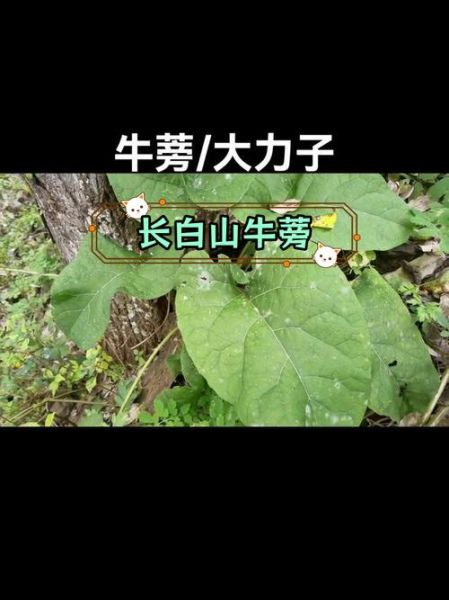 野生牛蒡长什么样_野生牛蒡图片大全-第1张图片-山城妙识 野生牛蒡长什么样_野生牛蒡图片大全-第1张图片-山城妙识