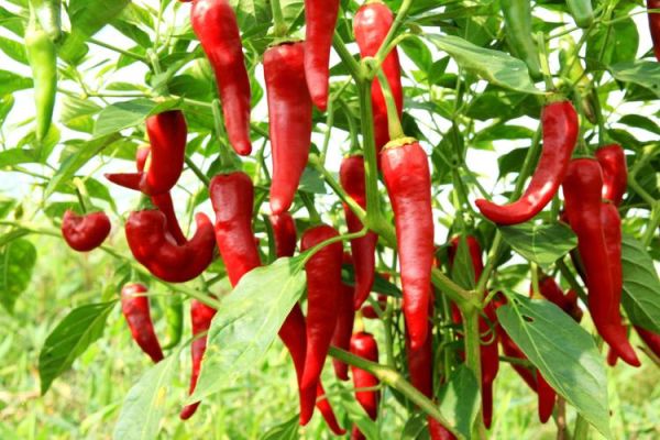 辣椒种类大全_哪种辣椒最辣-第3张图片-山城妙识