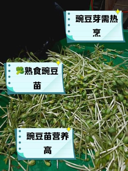 豌豆芽软件怎么用_豌豆芽软件收费吗-第1张图片-山城妙识 豌豆芽软件怎么用_豌豆芽软件收费吗-第1张图片-山城妙识