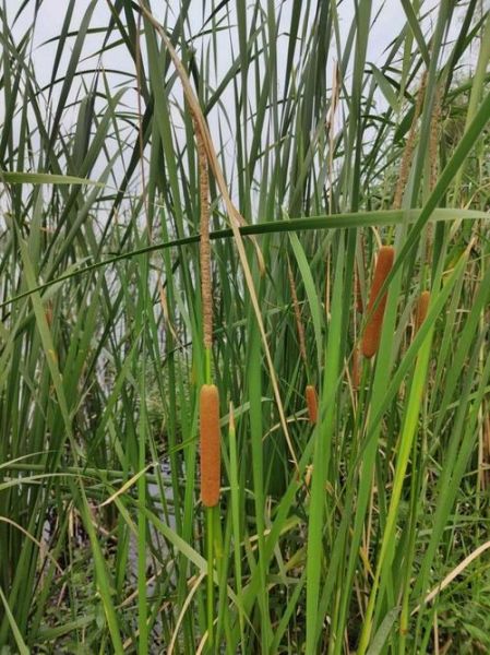 香蒲草图片怎么拍_香蒲草长什么样-第1张图片-山城妙识