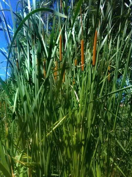 香蒲草图片怎么拍_香蒲草长什么样-第2张图片-山城妙识