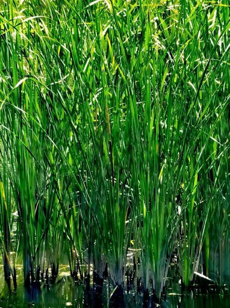 香蒲草图片怎么拍_香蒲草长什么样-第3张图片-山城妙识