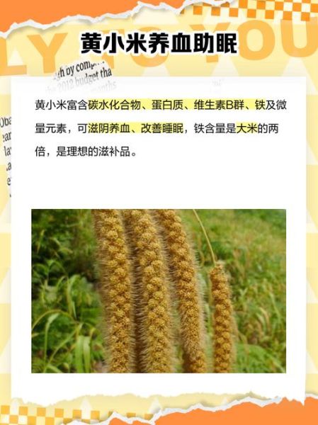 小米的营养价值与功效_小米的作用有哪些-第3张图片-山城妙识