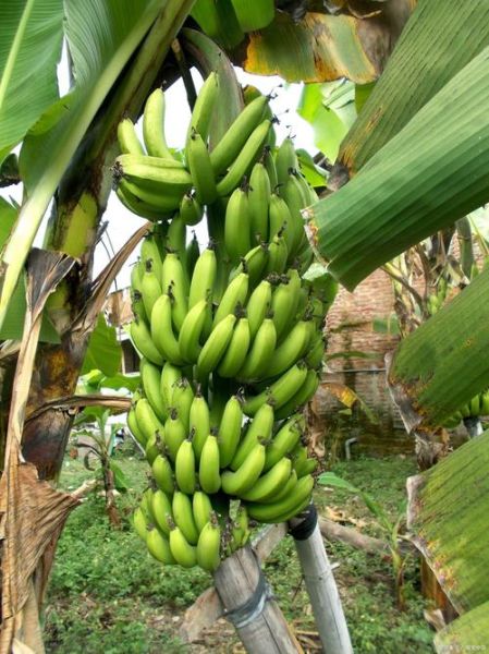 小米蕉的功效与作用_小米蕉怎么吃最营养-第3张图片-山城妙识 小米蕉的功效与作用_小米蕉怎么吃最营养-第3张图片-山城妙识