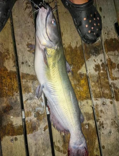 鮰鱼怎么钓最有效_钓鮰鱼用什么饵料最好-第3张图片-山城妙识