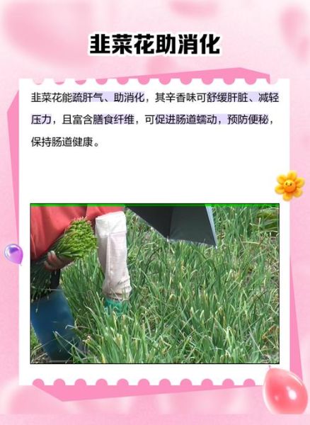 韭菜花什么人不能吃_韭菜花禁忌有哪些-第2张图片-山城妙识 韭菜花什么人不能吃_韭菜花禁忌有哪些-第2张图片-山城妙识
