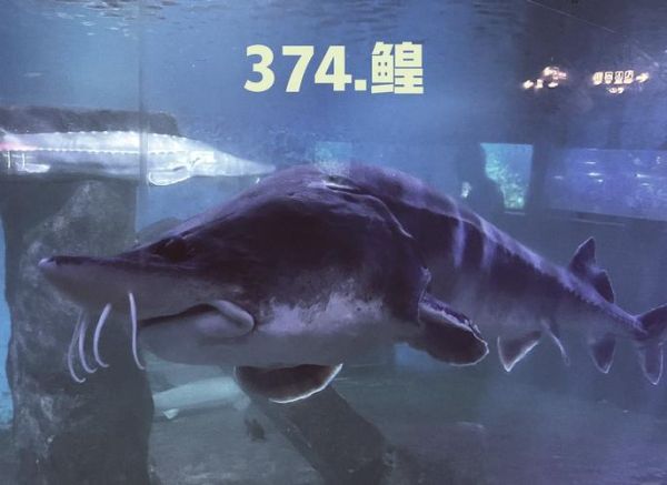 鲟鱼和鳇鱼的区别图_如何一眼分辨-第3张图片-山城妙识