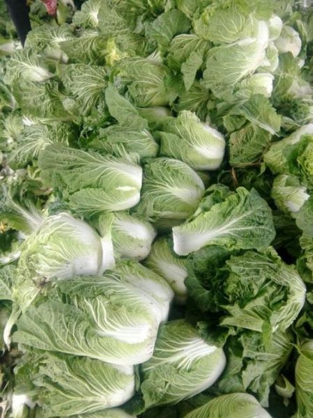 毛菜是什么菜_毛菜和豆芽菜区别-第3张图片-山城妙识 毛菜是什么菜_毛菜和豆芽菜区别-第3张图片-山城妙识