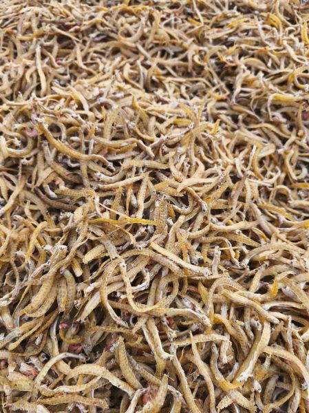 凤尾鱼批发价格多少钱一斤_凤尾鱼批发价格走势-第1张图片-山城妙识