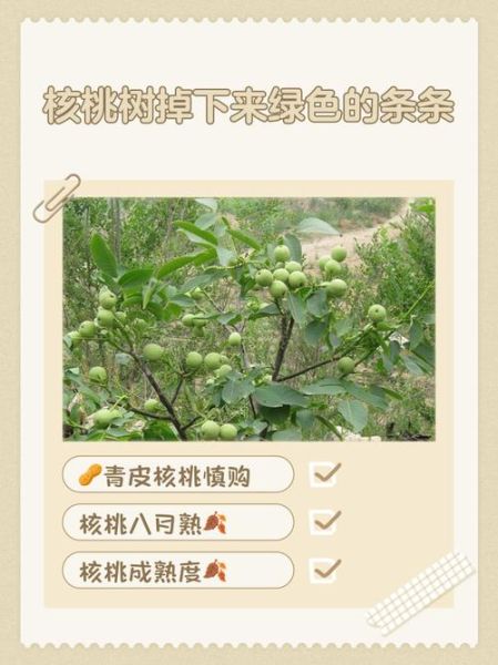 青皮核桃汁弄到手上怎么洗_手上青皮核桃汁洗不掉怎么办-第2张图片-山城妙识 青皮核桃汁弄到手上怎么洗_手上青皮核桃汁洗不掉怎么办-第2张图片-山城妙识