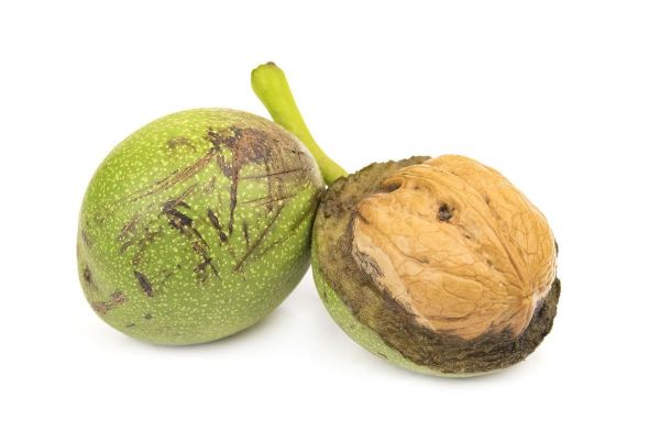 青皮核桃汁弄到手上怎么洗_手上青皮核桃汁洗不掉怎么办-第1张图片-山城妙识 青皮核桃汁弄到手上怎么洗_手上青皮核桃汁洗不掉怎么办-第1张图片-山城妙识