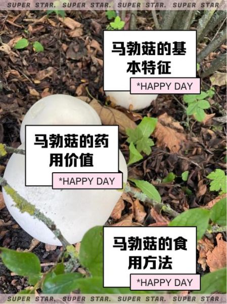 马勃怎么吃_马勃的吃法大全-第1张图片-山城妙识