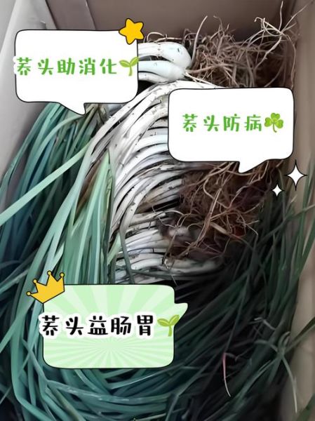 荞头有什么功效与作用_荞头哪些人不能吃-第2张图片-山城妙识