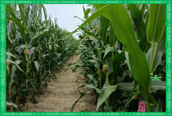 玉米花粒期图片_如何识别与管理-第1张图片-山城妙识 玉米花粒期图片_如何识别与管理-第1张图片-山城妙识