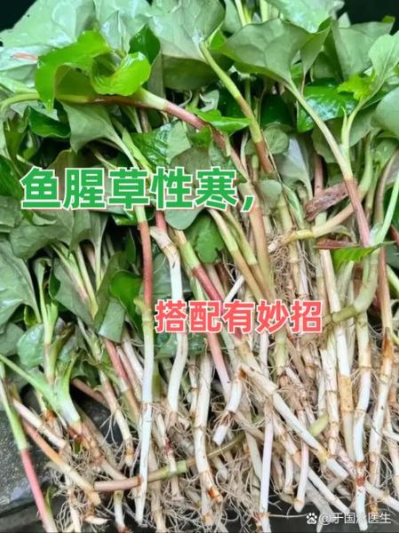 鱼腥草能治妇科病吗_鱼腥草怎么用效果最好-第1张图片-山城妙识 鱼腥草能治妇科病吗_鱼腥草怎么用效果最好-第1张图片-山城妙识