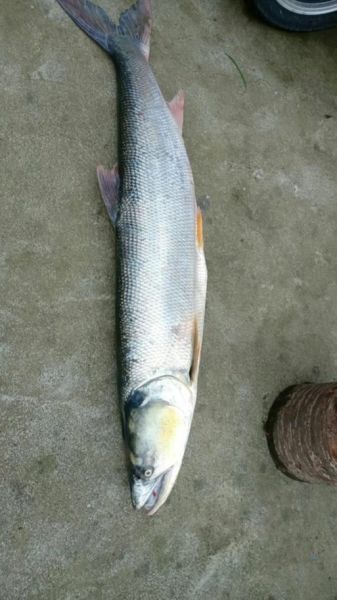 黄剑鱼又叫什么鱼_黄剑鱼学名是什么-第1张图片-山城妙识 黄剑鱼又叫什么鱼_黄剑鱼学名是什么-第1张图片-山城妙识