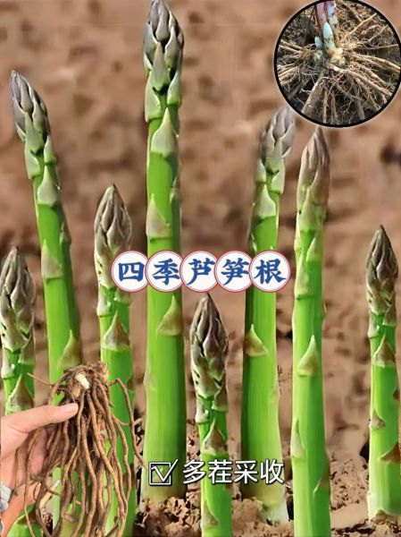 盆栽芦笋什么时候种_盆栽芦笋怎么种-第1张图片-山城妙识