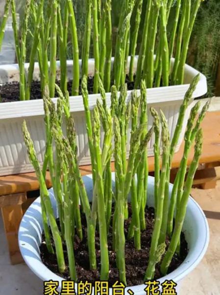 盆栽芦笋什么时候种_盆栽芦笋怎么种-第2张图片-山城妙识