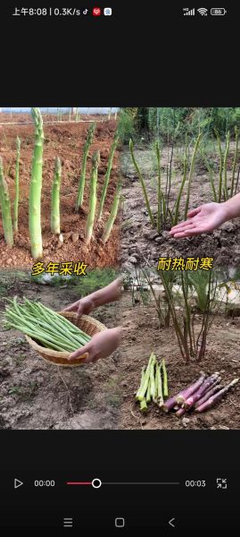 盆栽芦笋什么时候种_盆栽芦笋怎么种-第3张图片-山城妙识