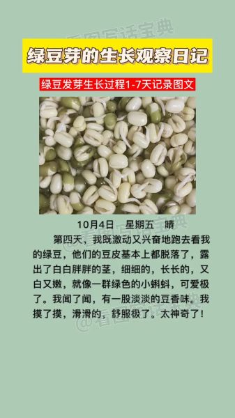 绿豆芽怎么发_绿豆芽发芽技巧-第3张图片-山城妙识