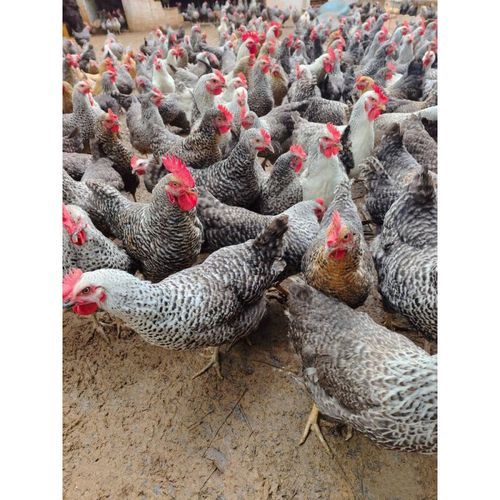 三黄鸡好还是芦花鸡好_哪个更适合家庭餐桌-第2张图片-山城妙识