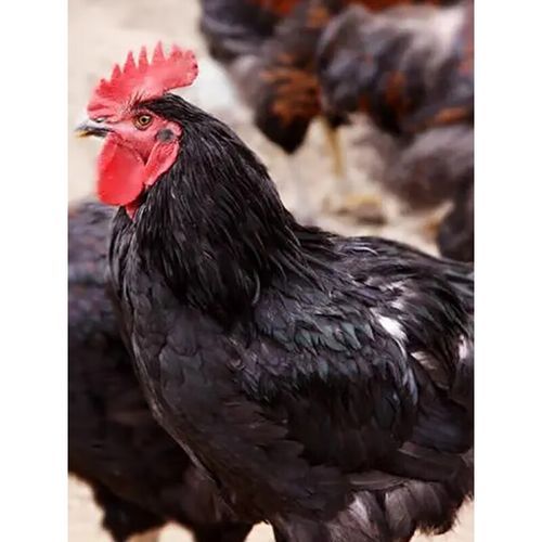 三黄鸡好还是芦花鸡好_哪个更适合家庭餐桌-第1张图片-山城妙识