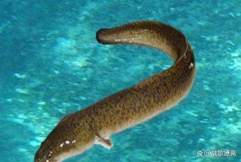 鳗鱼为什么贵_鳗鱼价格高的原因-第2张图片-山城妙识 鳗鱼为什么贵_鳗鱼价格高的原因-第2张图片-山城妙识