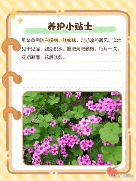 酢浆草怎么养_酢浆草有毒吗-第2张图片-山城妙识