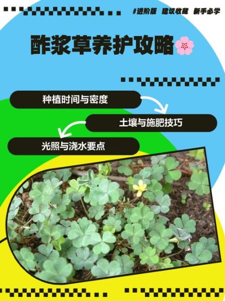 酢浆草怎么养_酢浆草有毒吗-第1张图片-山城妙识