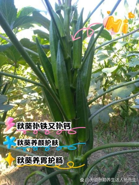 秋葵的功效与作用壮阳吗_秋葵怎么吃补肾效果好-第2张图片-山城妙识