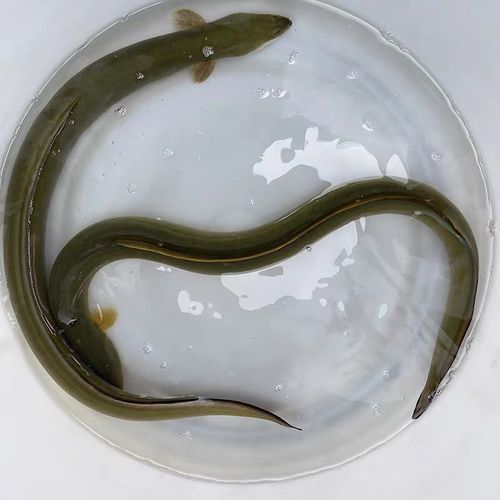 花鳗鲡鱼图片_如何辨别真假-第3张图片-山城妙识 花鳗鲡鱼图片_如何辨别真假-第3张图片-山城妙识