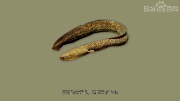 花鳗鲡鱼图片_如何辨别真假-第2张图片-山城妙识 花鳗鲡鱼图片_如何辨别真假-第2张图片-山城妙识