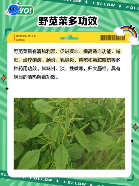苋菜的功效与作用_苋菜图片怎么区分品种-第3张图片-山城妙识 苋菜的功效与作用_苋菜图片怎么区分品种-第3张图片-山城妙识