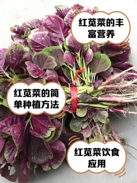 苋菜的功效与作用_苋菜图片怎么区分品种-第2张图片-山城妙识 苋菜的功效与作用_苋菜图片怎么区分品种-第2张图片-山城妙识