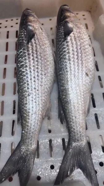 鳆鱼是什么_鳆鱼多少钱一斤-第2张图片-山城妙识