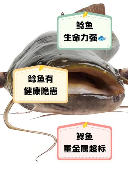 鲶鱼为什么不能吃_鲶鱼吃了有什么危害-第1张图片-山城妙识