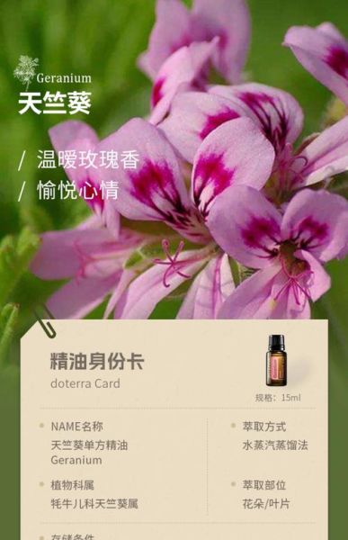 香叶天竺葵油的功效与作用_孕妇能用吗-第3张图片-山城妙识