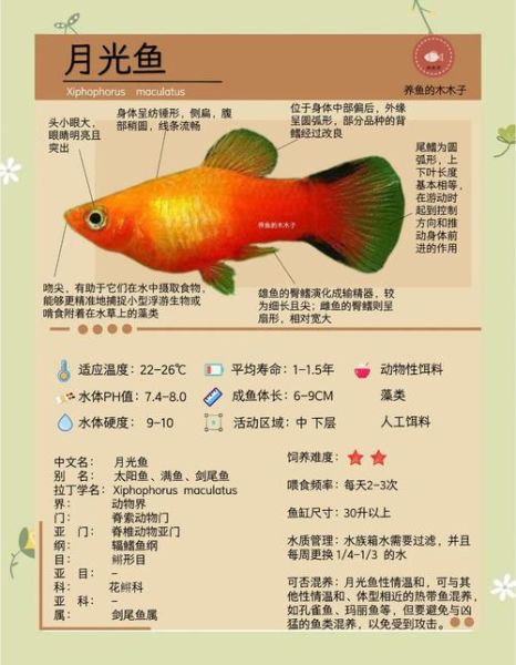 月光鱼怎么养_月光鱼能和什么鱼混养-第1张图片-山城妙识 月光鱼怎么养_月光鱼能和什么鱼混养-第1张图片-山城妙识