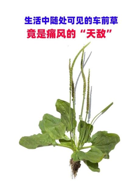 车前草泡水喝治痛风吗_车前草降尿酸效果怎么样-第1张图片-山城妙识 车前草泡水喝治痛风吗_车前草降尿酸效果怎么样-第1张图片-山城妙识