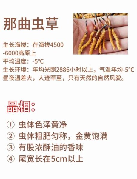 蛹虫草和冬虫夏草的区别_哪个更好-第1张图片-山城妙识