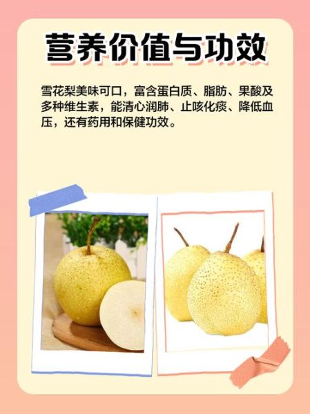 雪花梨的功效与作用_雪花梨怎么挑选-第3张图片-山城妙识 雪花梨的功效与作用_雪花梨怎么挑选-第3张图片-山城妙识