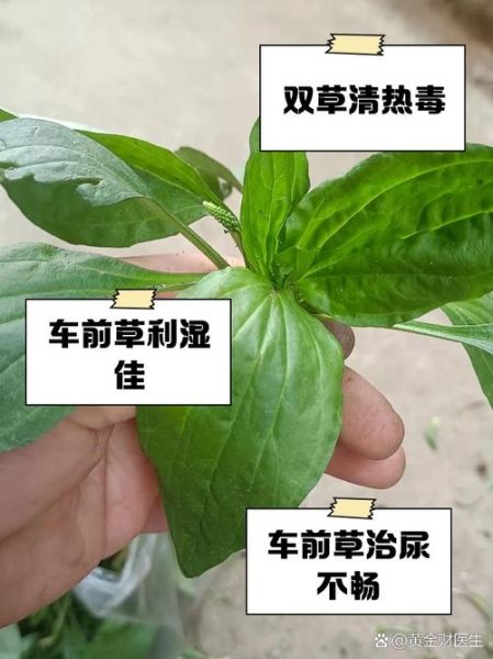 车前草泡水喝治痛风吗_车前草降尿酸效果怎么样-第3张图片-山城妙识 车前草泡水喝治痛风吗_车前草降尿酸效果怎么样-第3张图片-山城妙识