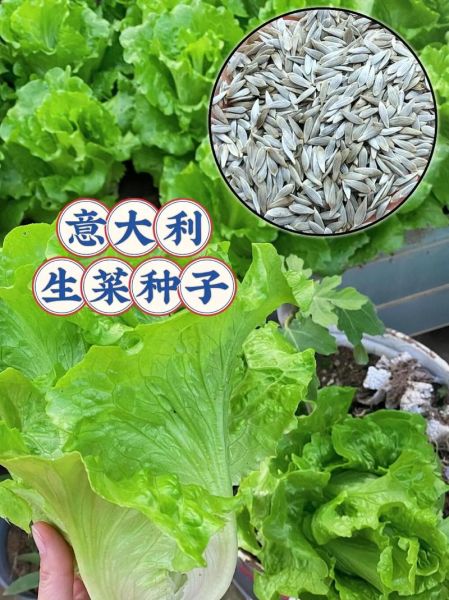 生菜籽的功效与作用_生菜籽怎么吃效果最好-第3张图片-山城妙识