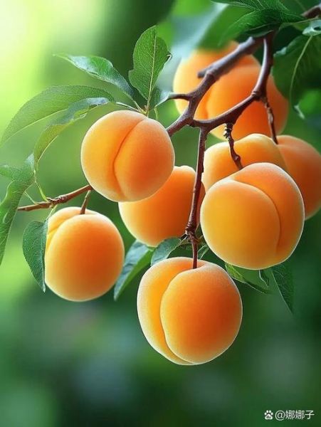 黄桃图片大全大图_黄桃高清壁纸怎么找-第1张图片-山城妙识 黄桃图片大全大图_黄桃高清壁纸怎么找-第1张图片-山城妙识