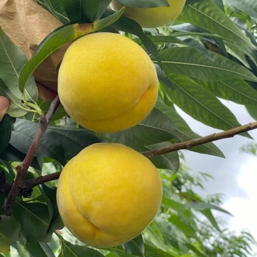 黄桃图片大全大图_黄桃高清壁纸怎么找-第2张图片-山城妙识 黄桃图片大全大图_黄桃高清壁纸怎么找-第2张图片-山城妙识