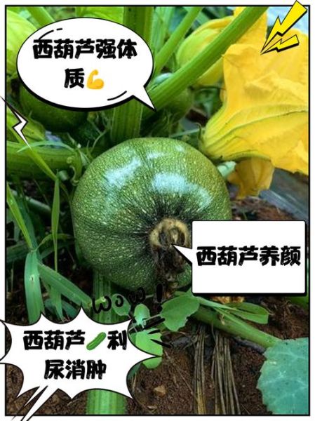 西葫芦有毒是真吗_生吃西葫芦会中毒吗-第1张图片-山城妙识 西葫芦有毒是真吗_生吃西葫芦会中毒吗-第1张图片-山城妙识