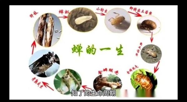 蝉的一生有多长_蝉为什么要在地下待那么久-第1张图片-山城妙识